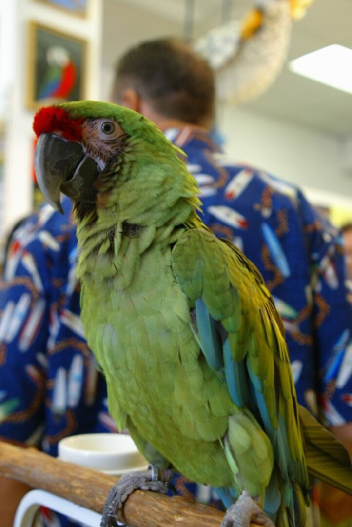 Omar`s Exotic Birds